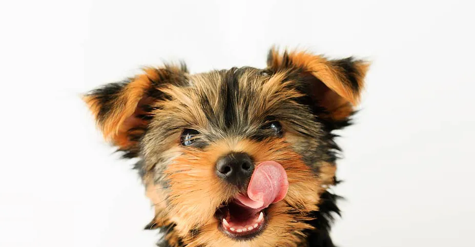 Las 3 mejores croquetas para perros en Estados Unidos | Perros y Gatos Club