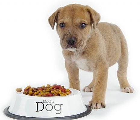 Las 3 mejores comidas para perro en Perú | Perros y Gatos Club