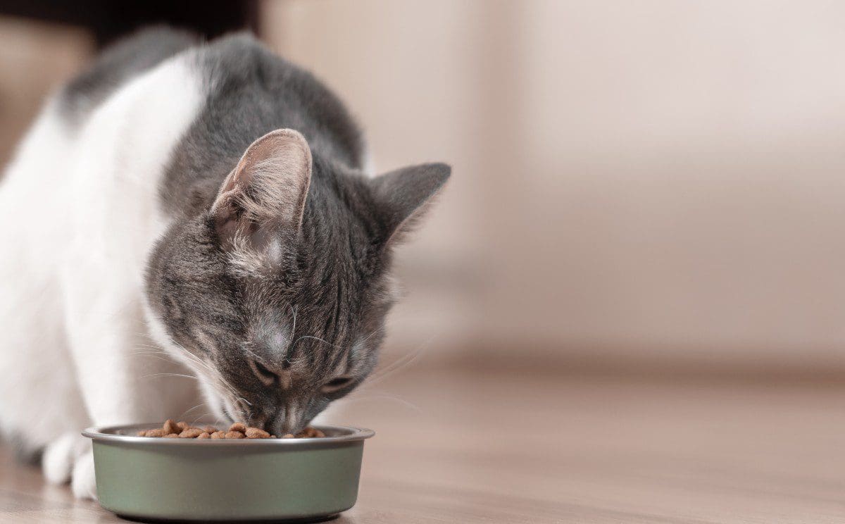 Mejor comida para gatos en Estados Unidos | Perros y Gatos Club